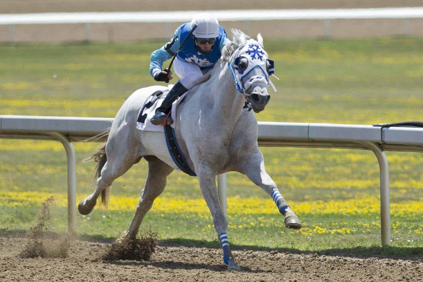 Wildkates Dynasty - Snow Pony